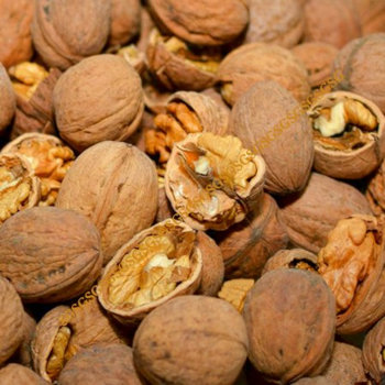 Walnuts In Shell | Dubai Nuts – Dubai Nuts